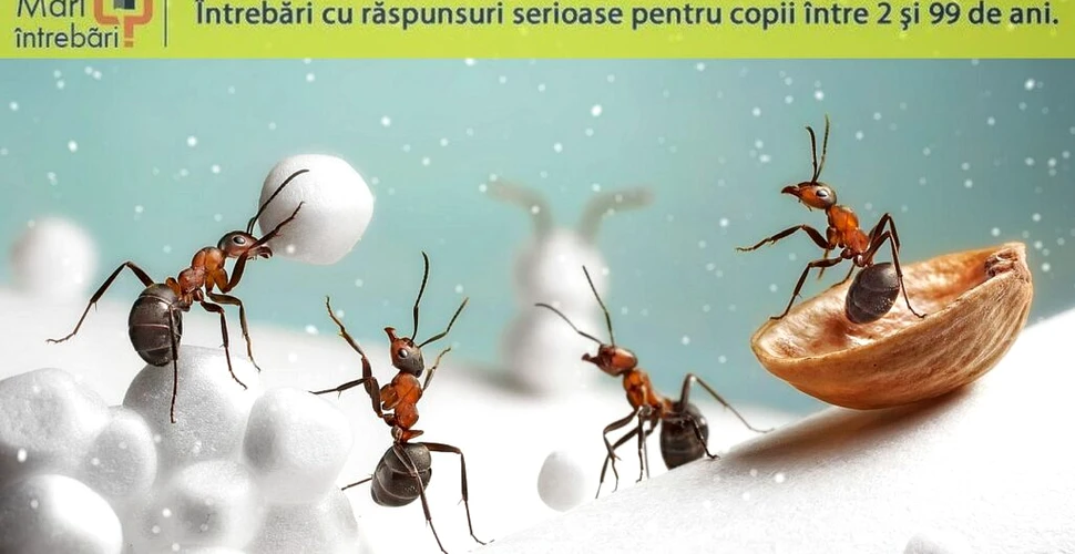 Ce fac insectele iarna?
