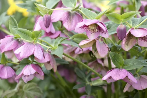 Spânzul: misterioasa plantă anticancerigenă din România