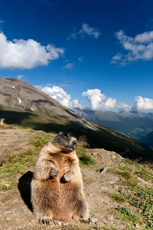 Ce mai fac marmotele din România?