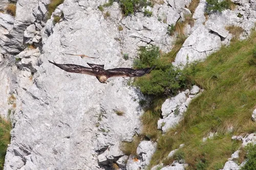 Acvila de munte: pasărea de pe stema României