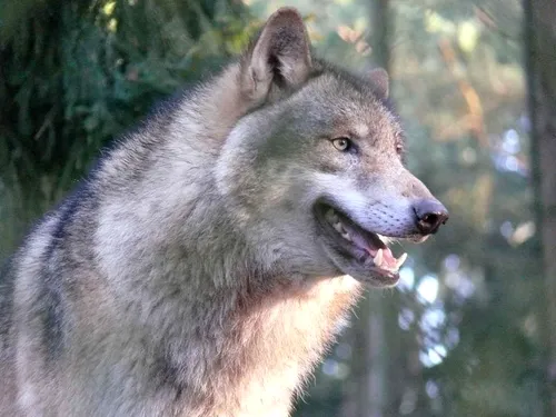 Cine este „Bufonul” haitei şi alte lucruri fascinante despre lupi