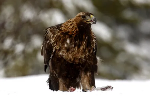 Acvila de munte: pasărea de pe stema României