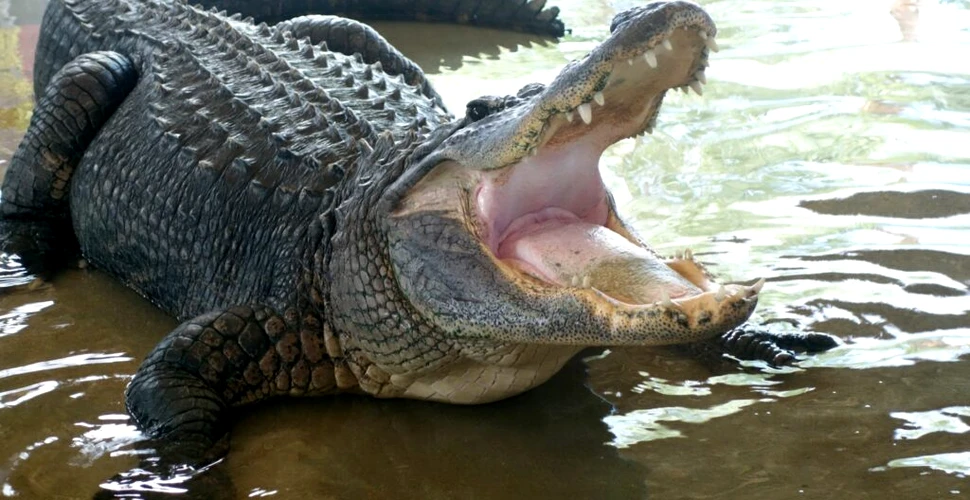 A murit cel mai mare crocodil din lume aflat în captivitate