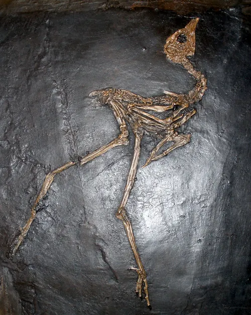 ''Grube Messel'', situl paleontologic din Germania care ascunde încă ...