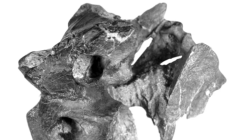 O nouă specie de dinozaur, înrudită cu T. Rex, descoperită datorită ...