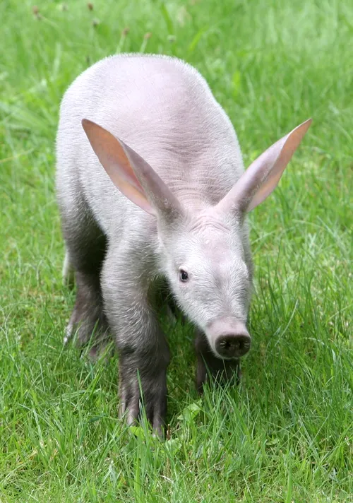 Aardvark - misteriosul porc furnicar