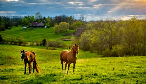 25 lucruri inedite, curioase şi ciudate despre cai