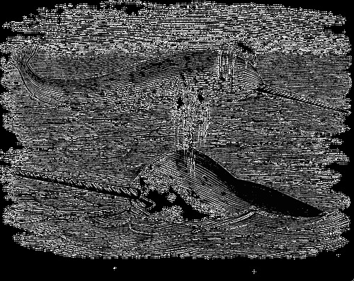 Narvalul - unicornul mărilor