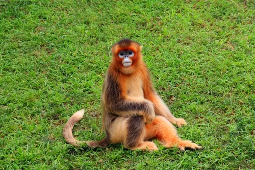 Atlasul creaturilor ciudate: 13 animale despre care nu ştiai că există